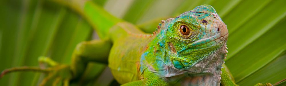 Tippecanoe Animal Hospital - Lafayette, IN