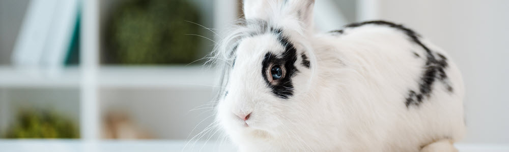 Tippecanoe Animal Hospital - Lafayette, IN